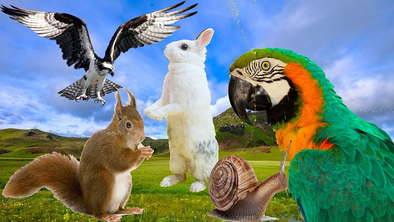 Squirrel video effect | squirrel flying | squirrel sound effect - YouTube