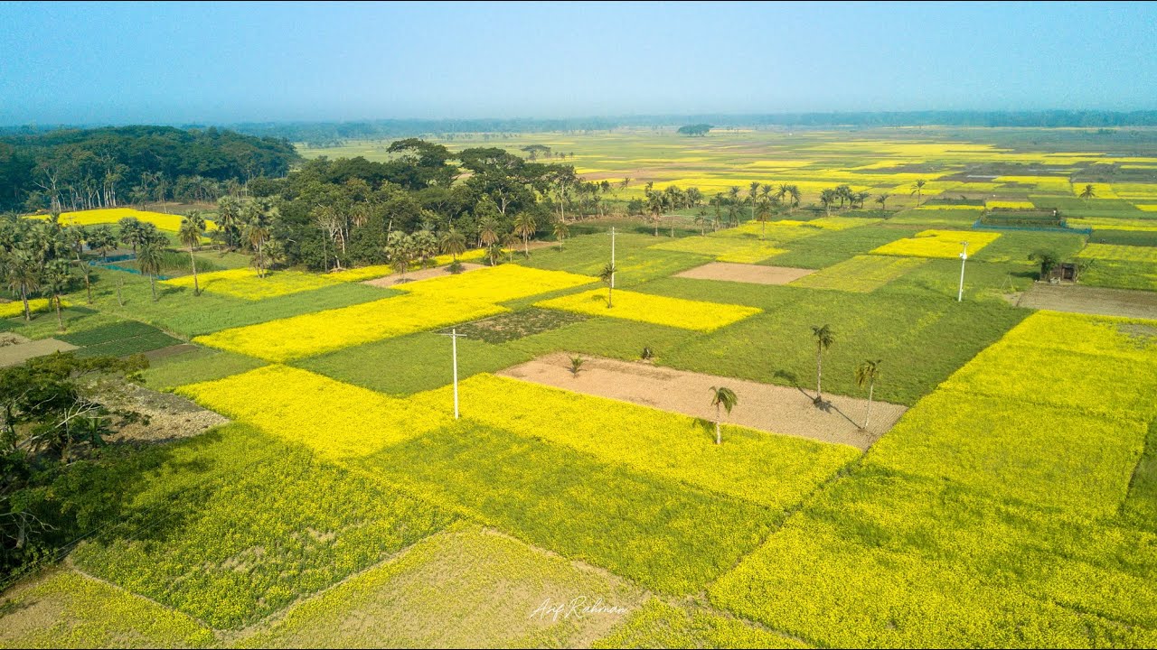 4K Drone Footage- Mustard Field, Jashore I Beautiful Bangladesh I সরিষা ...