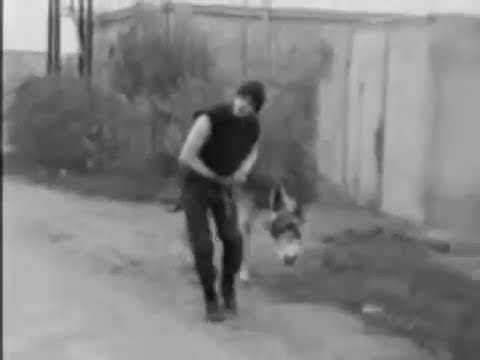 Oxuyan eşşek.Gülmeli video