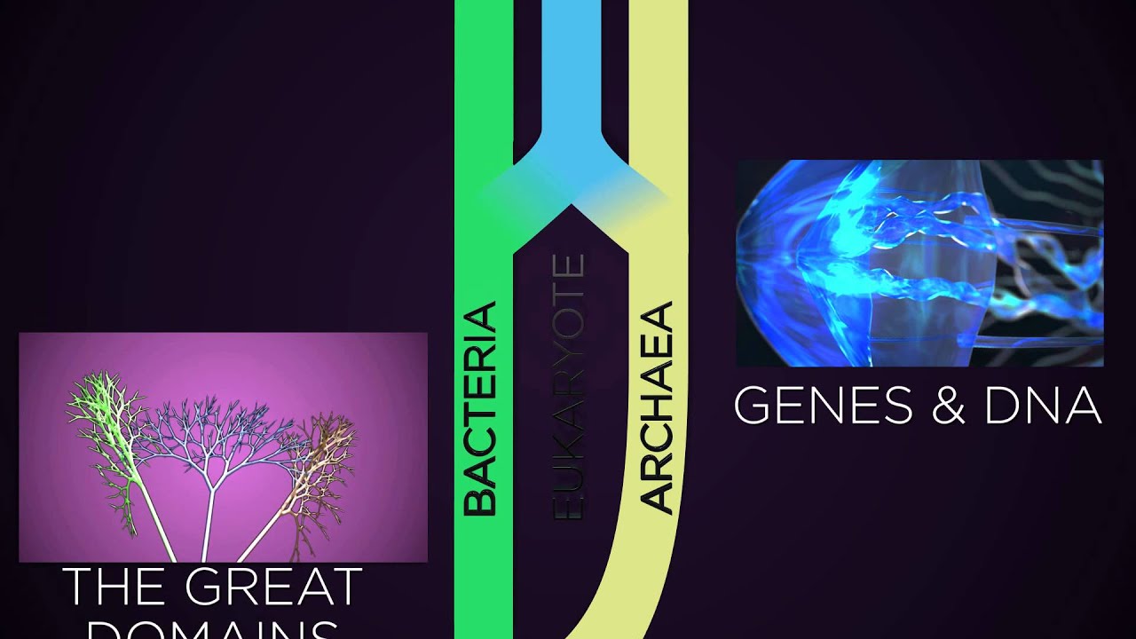 Educational Tree of Life Introduction - YouTube