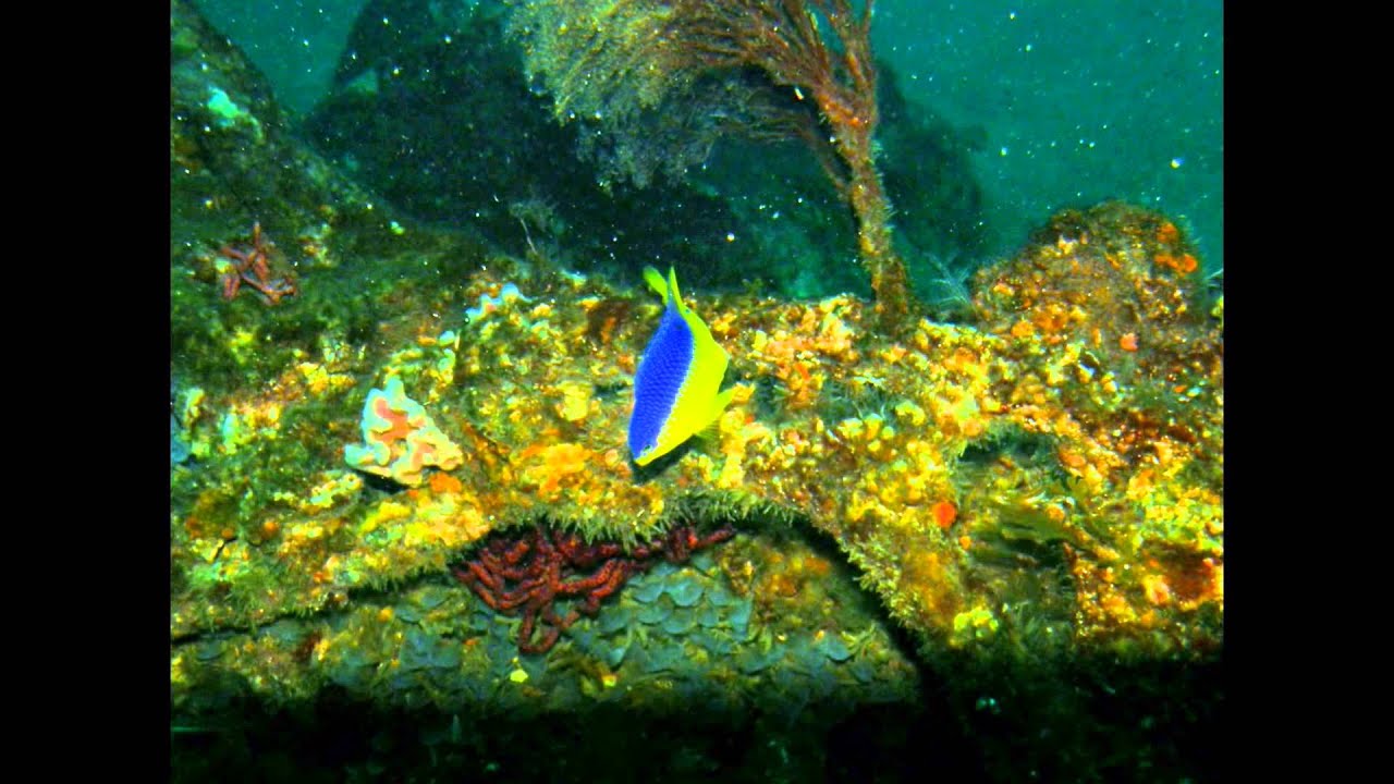 Bill Perry Dive, July 1, 2015 - YouTube