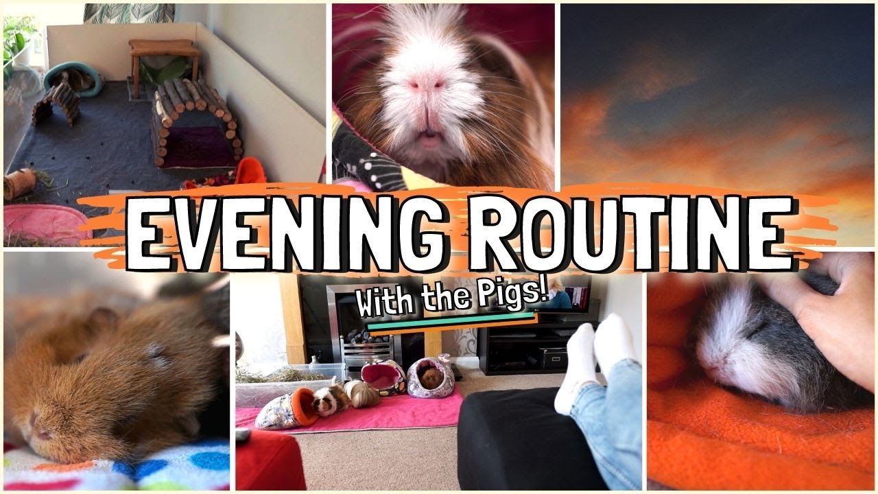 Evening Guinea Pig Care Routine 2021 with Four Piggies! - YouTube