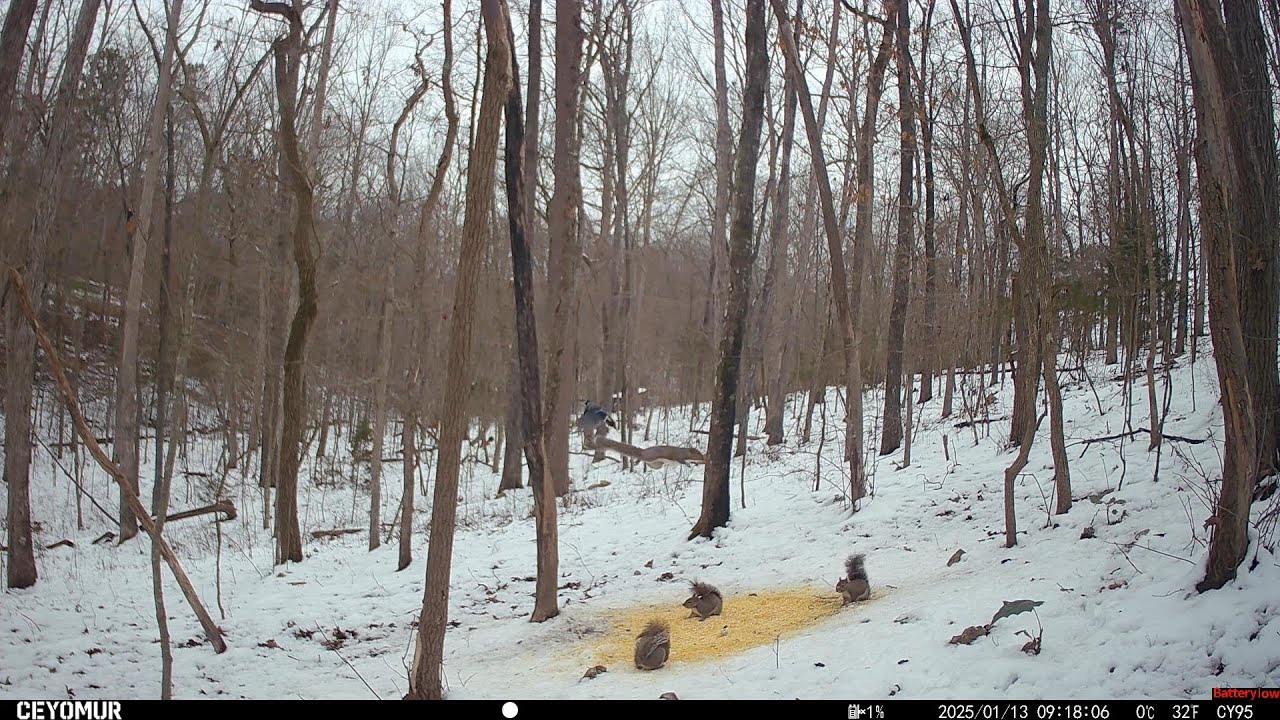 Raw footage from our East Tennessee Deer Feeding Station. Don't miss the encounters! - YouTube