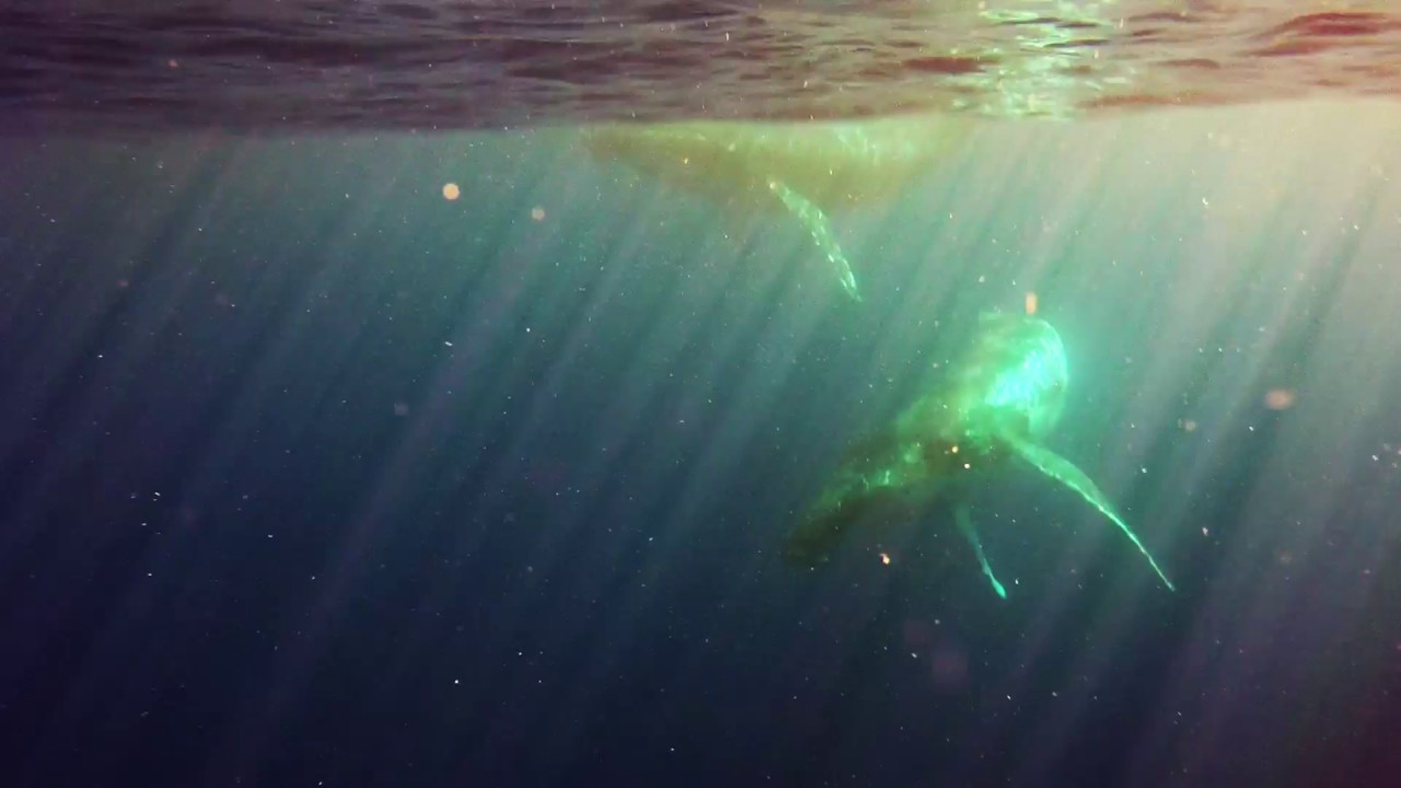 Humpback Whales, Eua Island, Tonga - YouTube