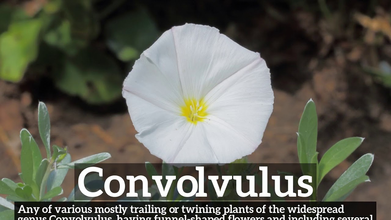 What is Convolvulus? | How Does Convolvulus Look? | How to Say ...