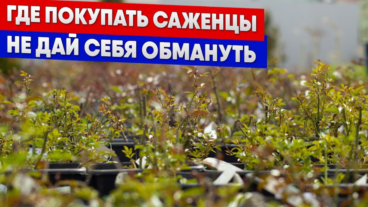 Где покупать саженцы - не дай себя обмануть - YouTube