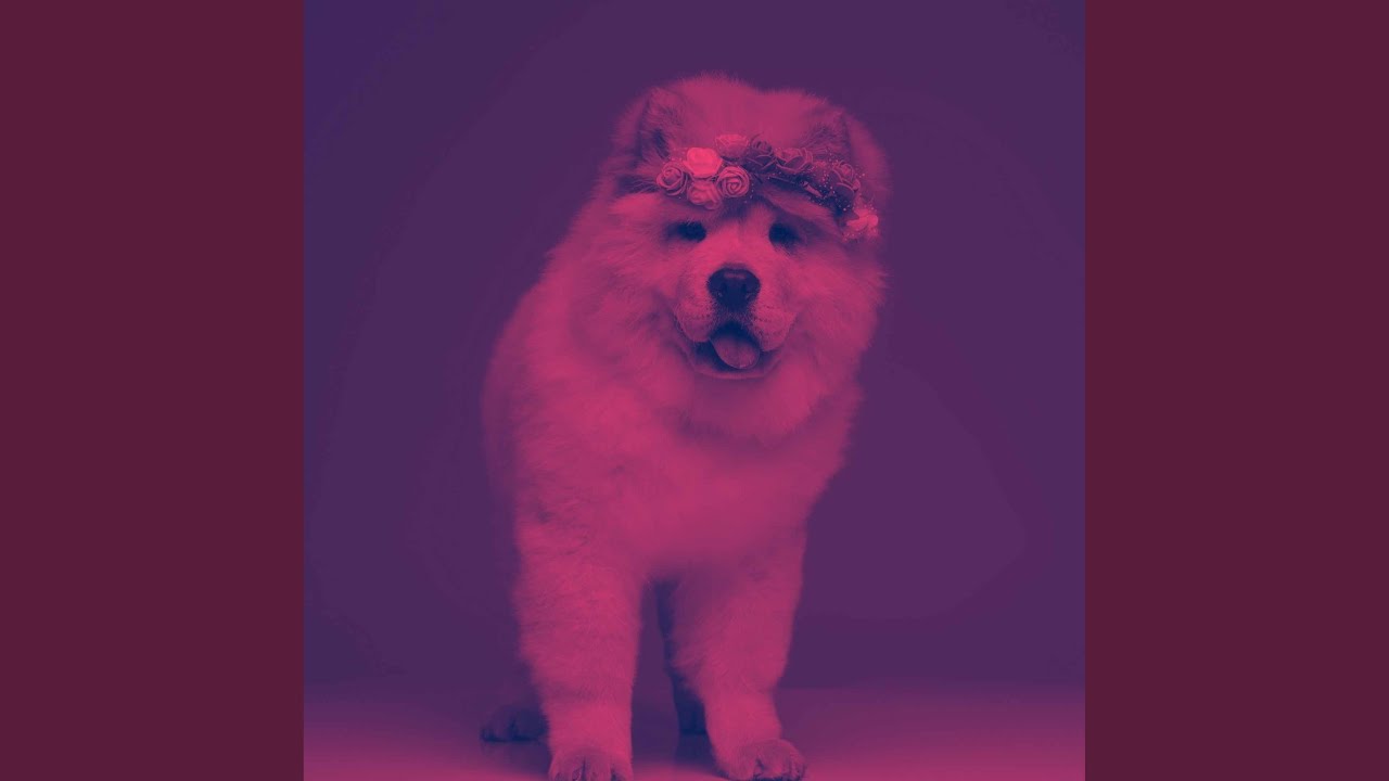 Smooth Cat Friendly Puppy - YouTube