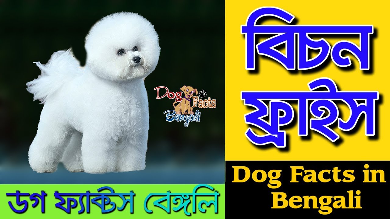 Bichon Frise Dog facts in Bengali | Toy Dog in Bangla | Dog Facts ...
