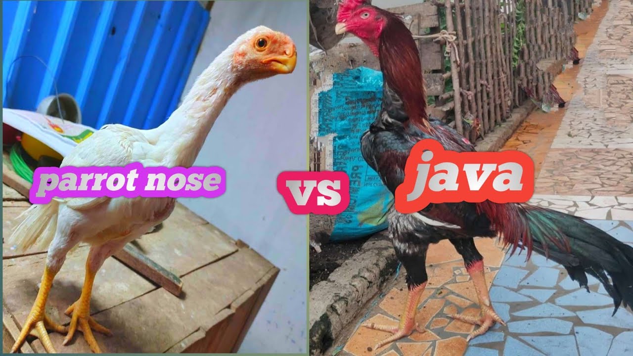 Aseel parrot nose and java rooster top quality color collection odisha - YouTube