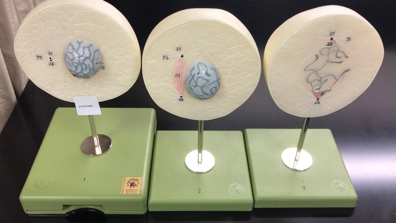 CCC Online Biology Lab - Mitosis Models Tour Version 2 - YouTube