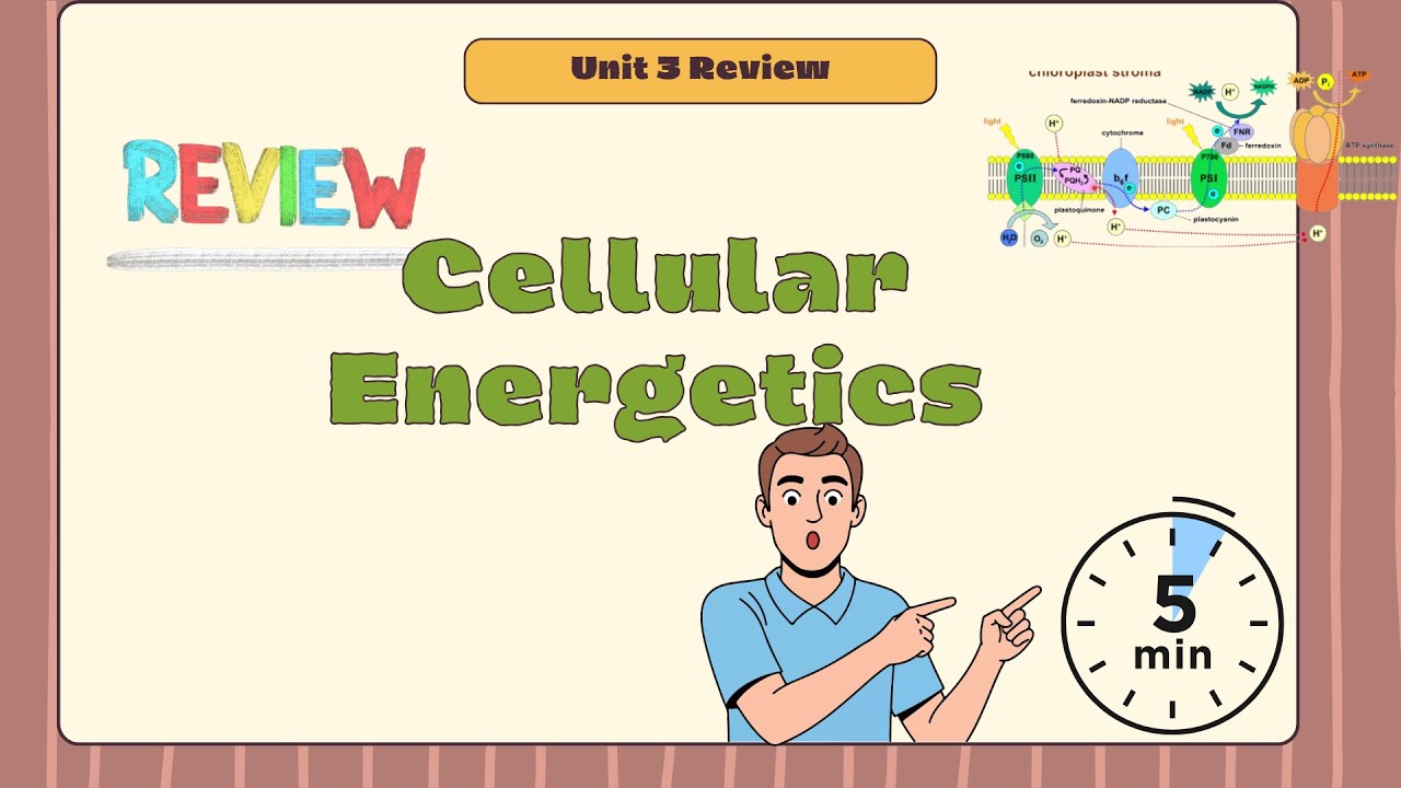AP Bio Unit 3 in 5 Minutes! | Cellular Energetics Crash Course - YouTube