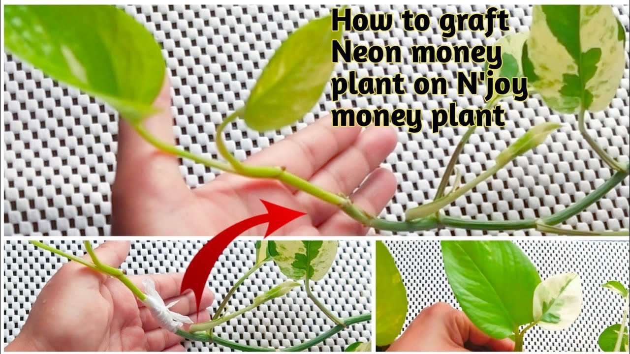 How to graft Neon money plant on N'joy money plant.Neon Pothos.N'joy ...