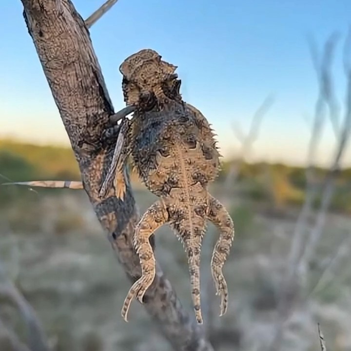 Shrike: The Ruthless Butcher Bird in Action - YouTube