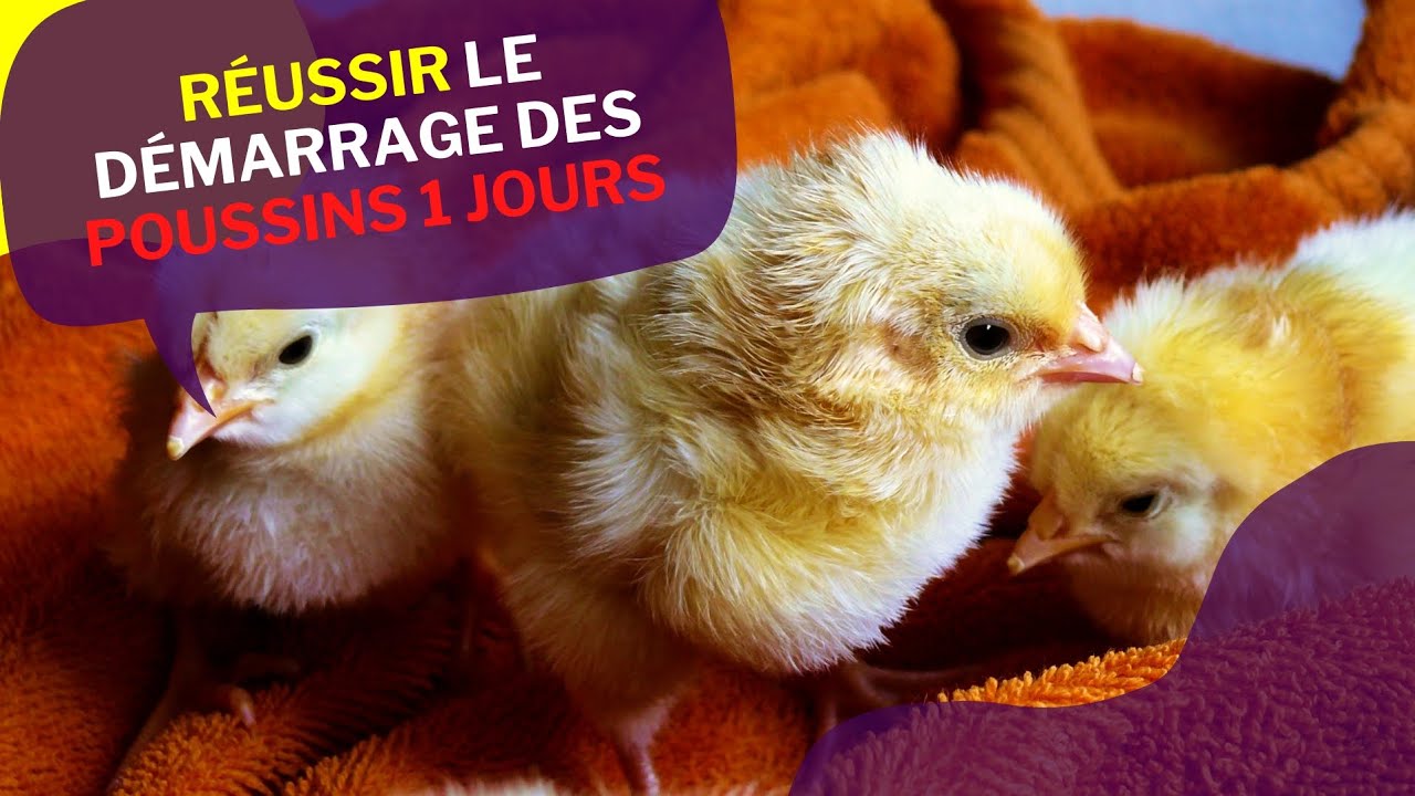 Évolution des poussins Chairs Sur Une Semaine ( 7 Jours ) - YouTube