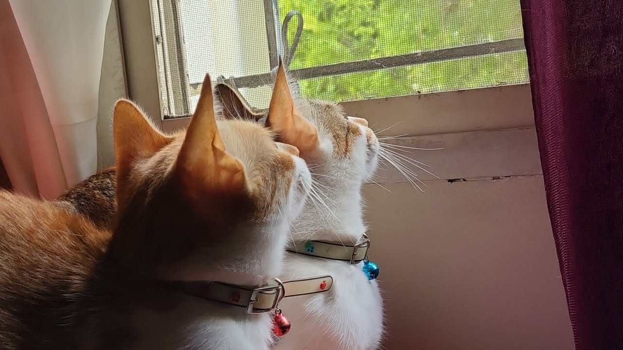 Olive & Ginger 🐾 | Cute Indian Cats • Daily Cat Life • Funny & Relaxing ...