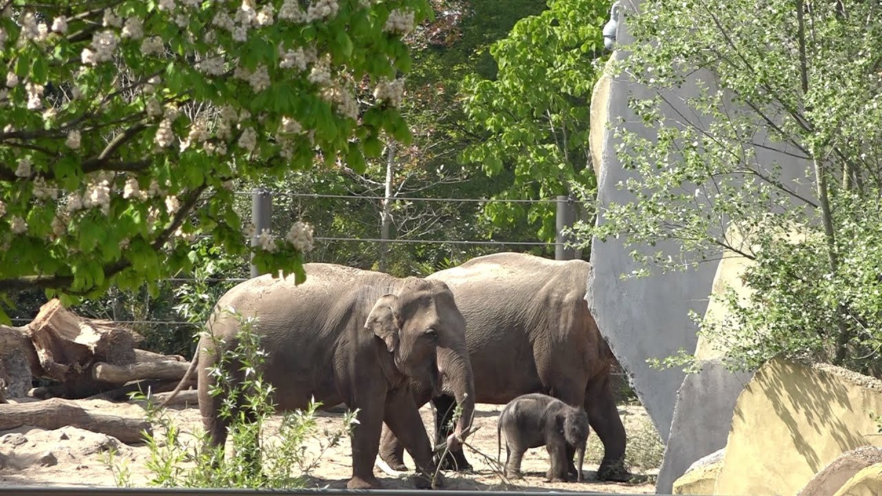 Four Days Old Elephant's First Steps - YouTube