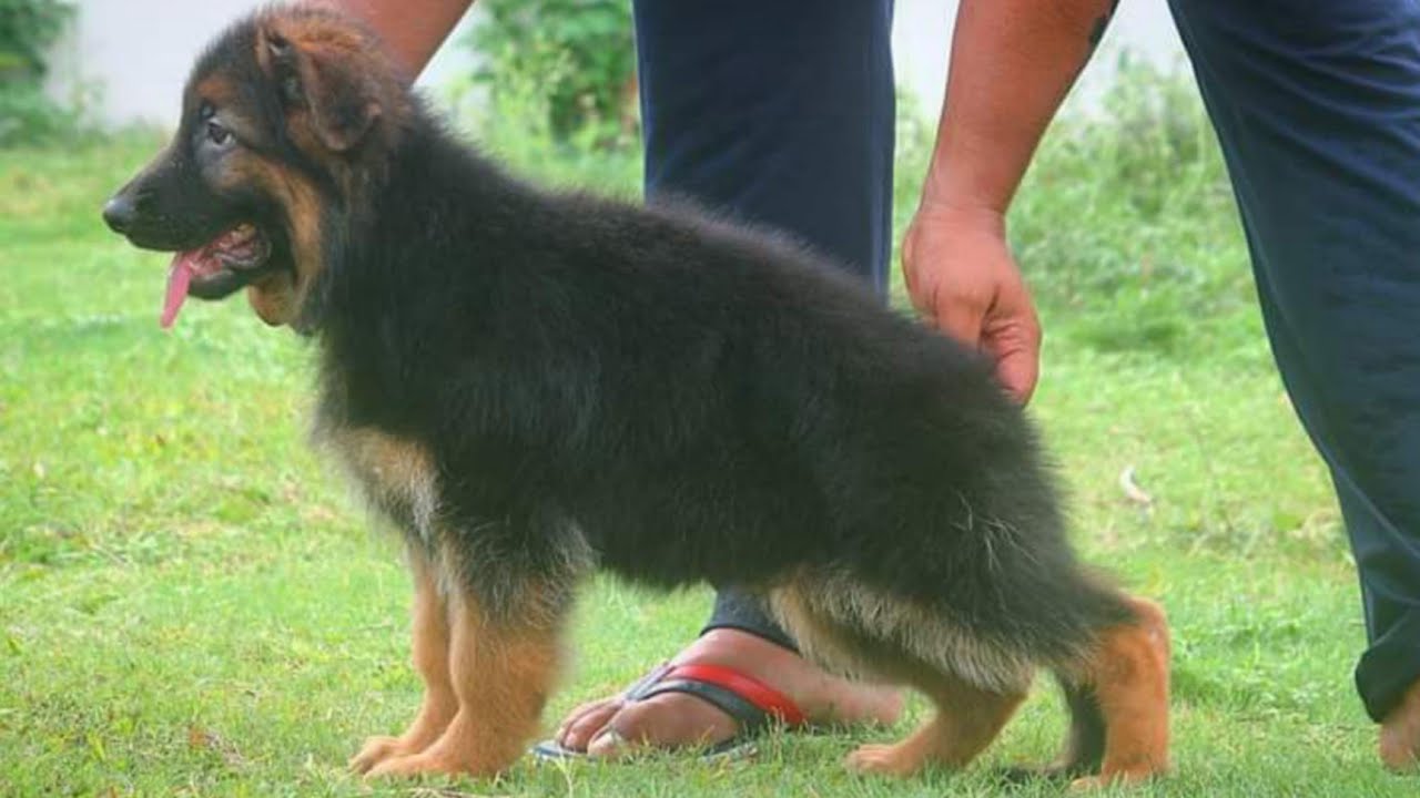 Double coat German shepherd female puppies for sale jarman safed dog ...