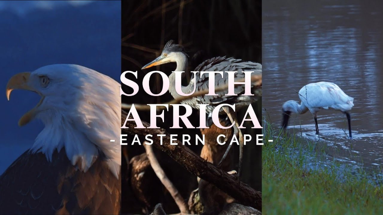 Birdlife 1.0: Discover the Stunning Birds of South Africa’s Eastern ...