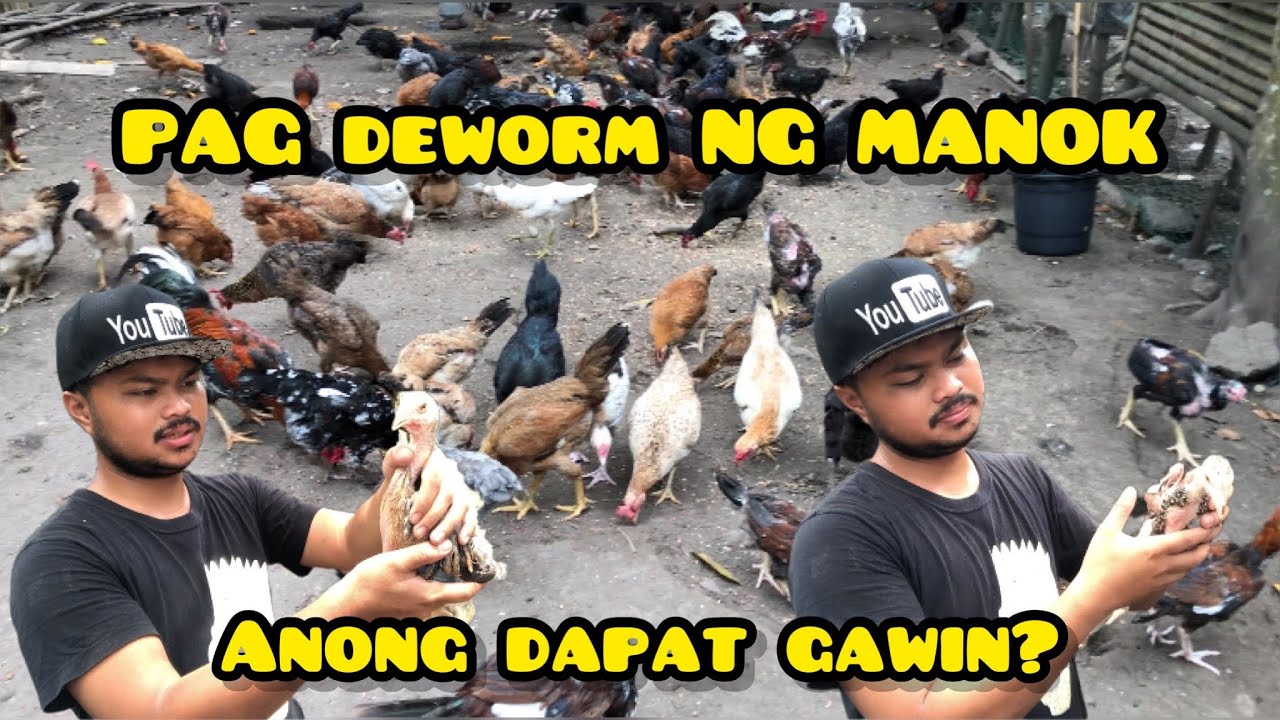 PAANO MAG DEWORM NG MGA MANOK? - YouTube