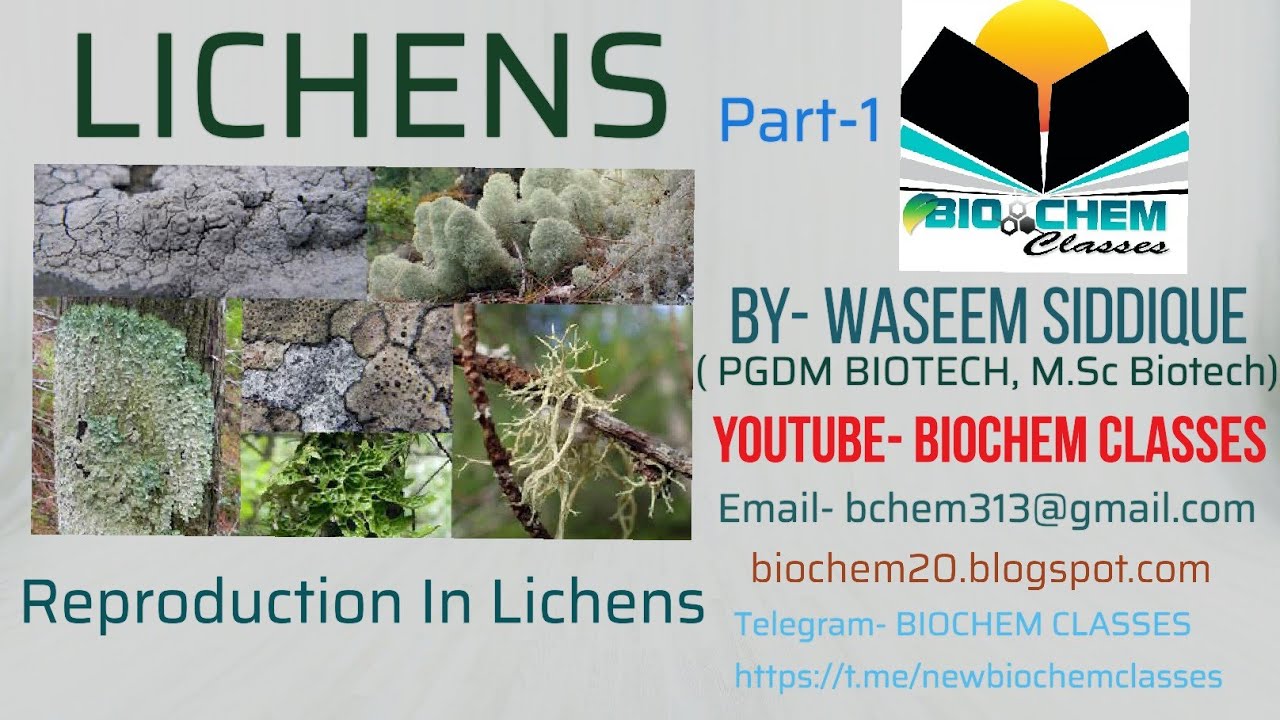reproduction in lichens (part-1) by biochem classes - YouTube
