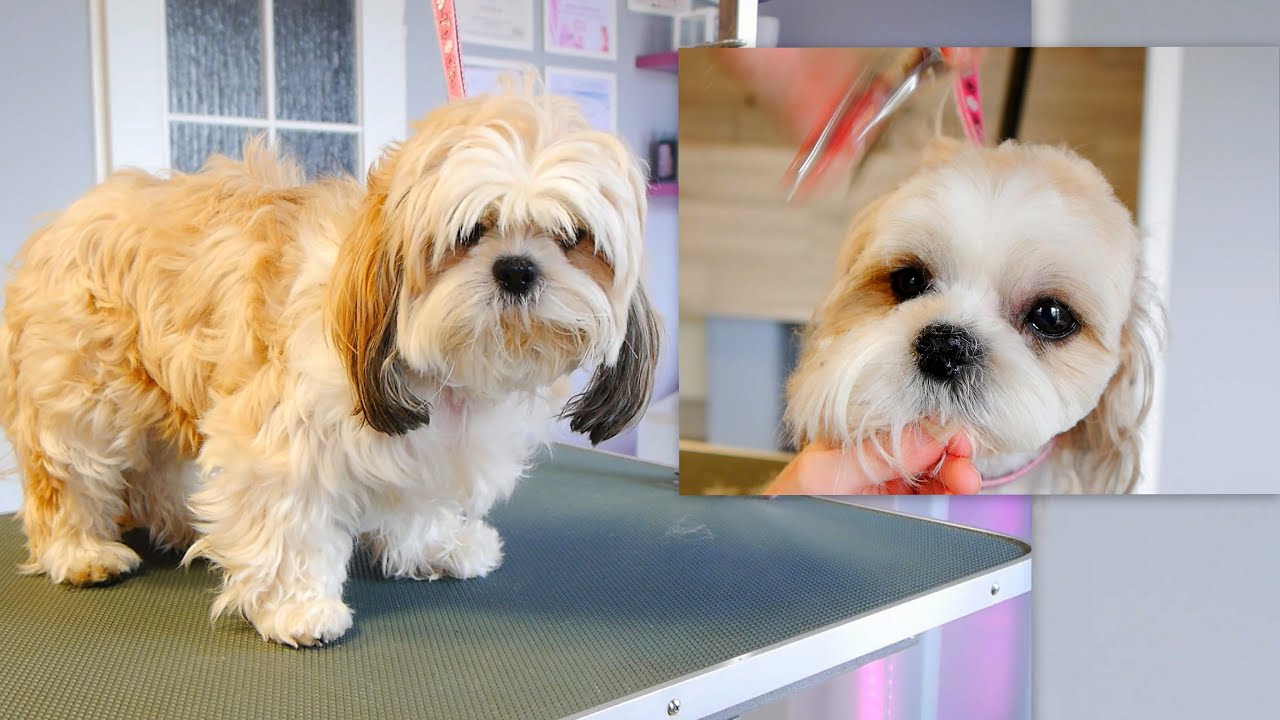 Beautiful Haircut for Shih Tzu - YouTube