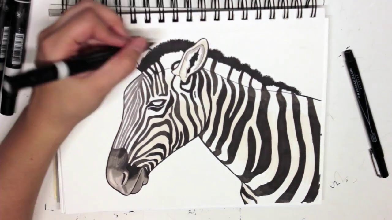 Zebra Drawing - Coloring with Prismacolor Markers - YouTube