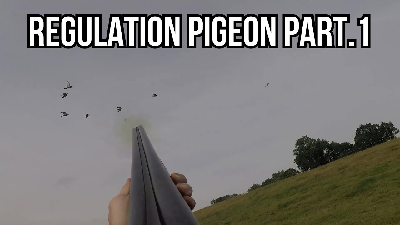 Régulation pigeon partie 1 - YouTube