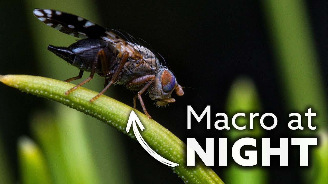 MACRO Photography EXPOSES What Happens at Night! - YouTube
