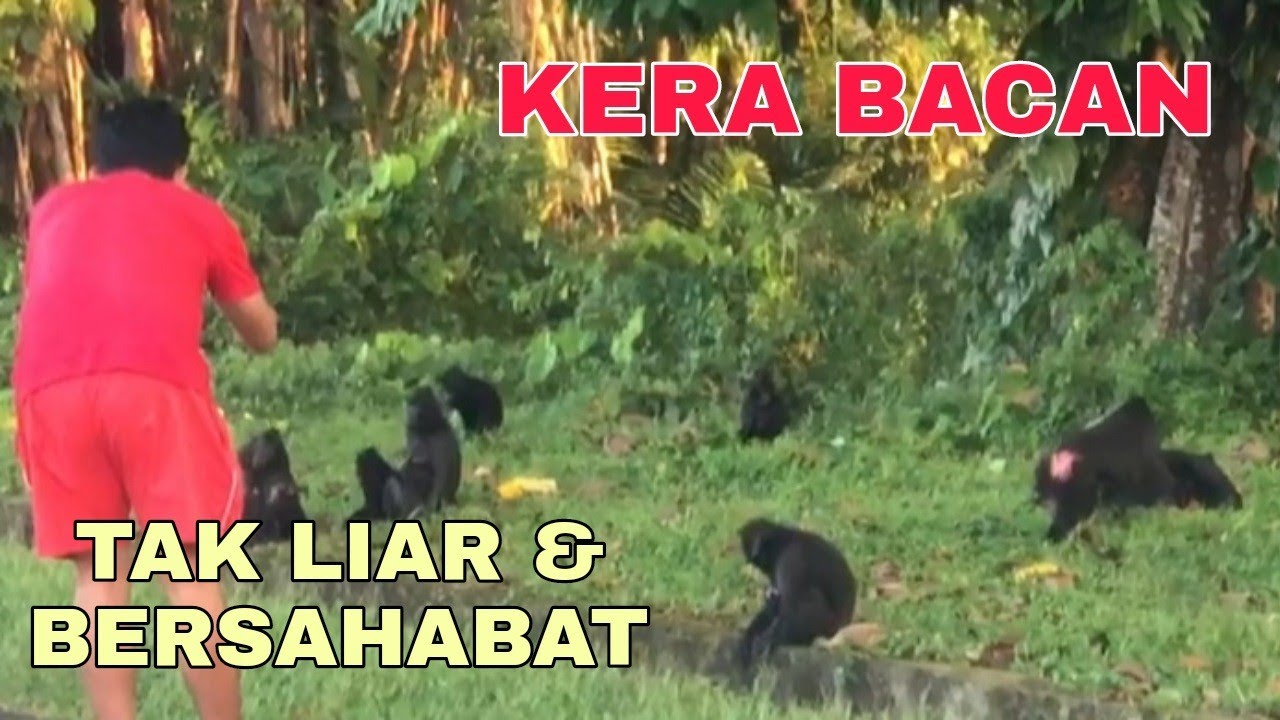KERA BACAN TAK LIAR DAN BERSAHABAT - YouTube