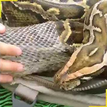 GIANT PYTHON SHEDDING SKIN - YouTube