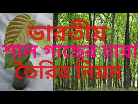 শাল গাছের চারা তৈরি.#How to Create Seed Bed For Indian Shal Tree.# ...