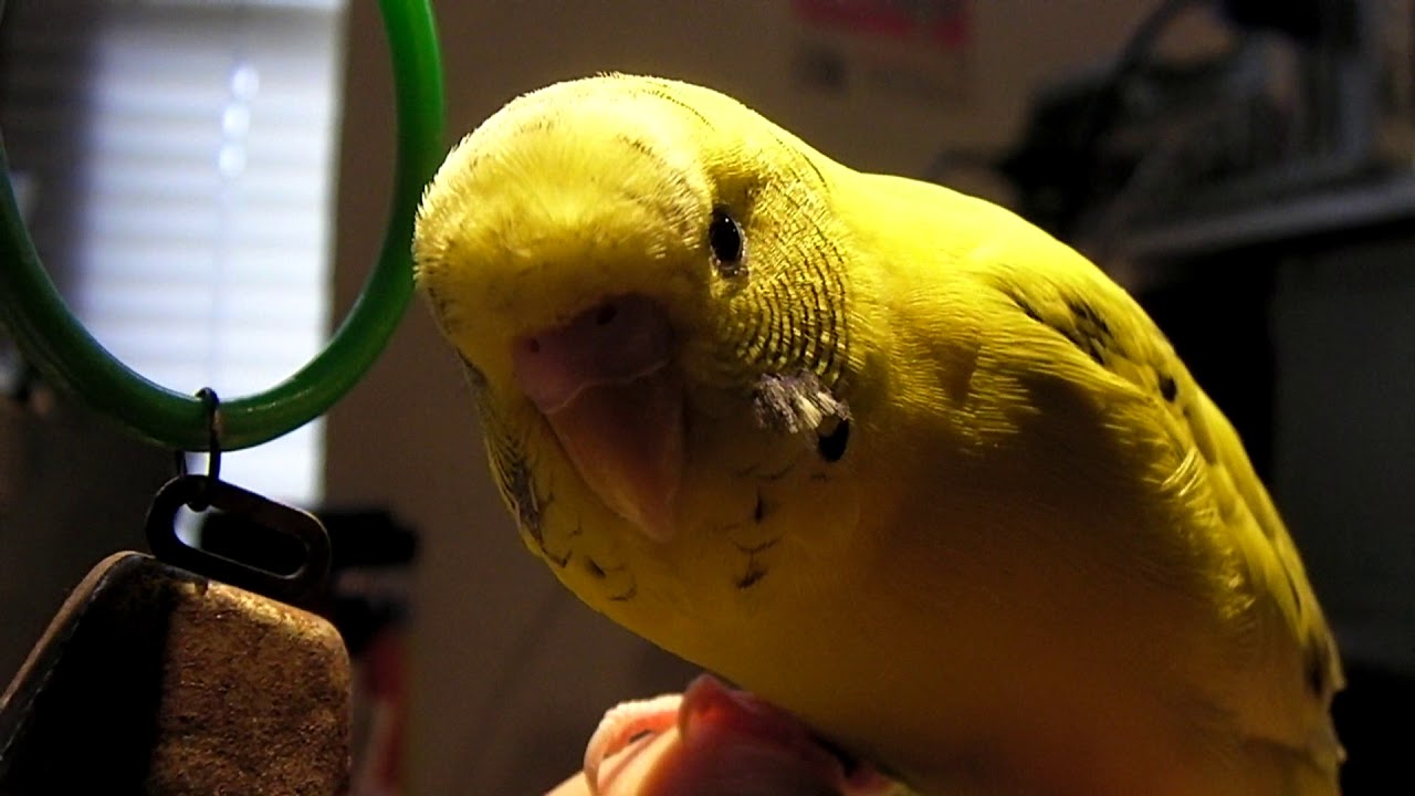 Near 30 minutes of Tweety Bird (parakeet) singing and playing - YouTube