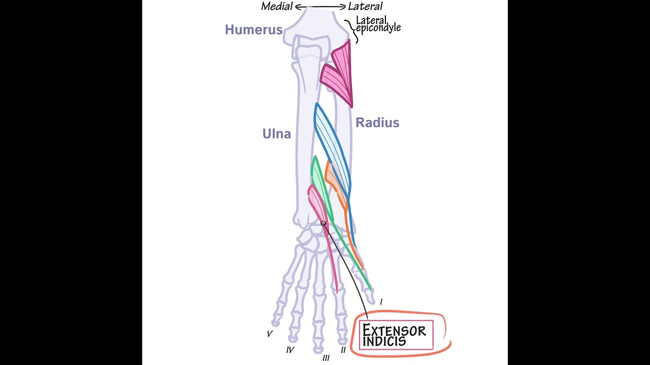 Anatomy of the Extensor Indicis Muscle ; Overview, Origin, Insertion ...