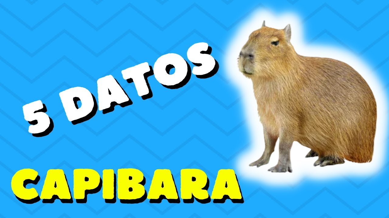 5 datos que no sabías de CAPIBARAS - YouTube