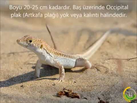 Acanthodactylus schreiberi / Tarak Parmaklı Kertenkele / Fringe-toed Lizard