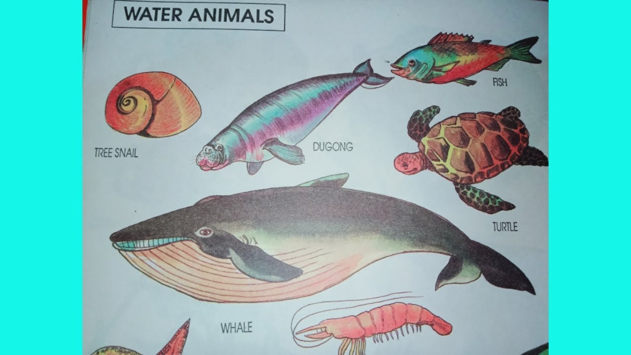 Learn Water Animals | Water Animals for kids - YouTube