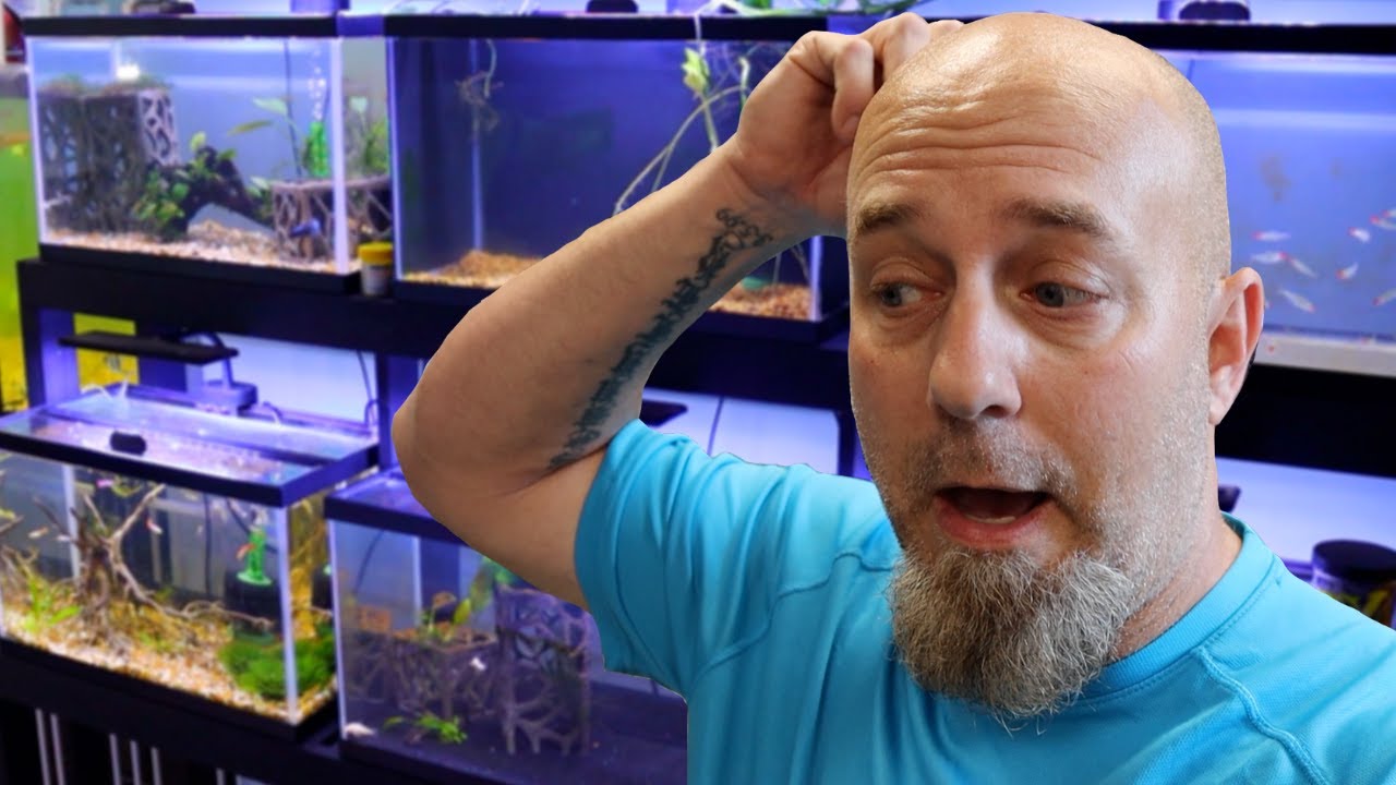 MEAN Fish and DIRTY Tanks! This Is Embarrassing! - YouTube