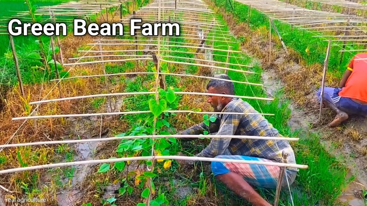 mowing & weeding the bean fields || vegetable farming || Bean farm ...