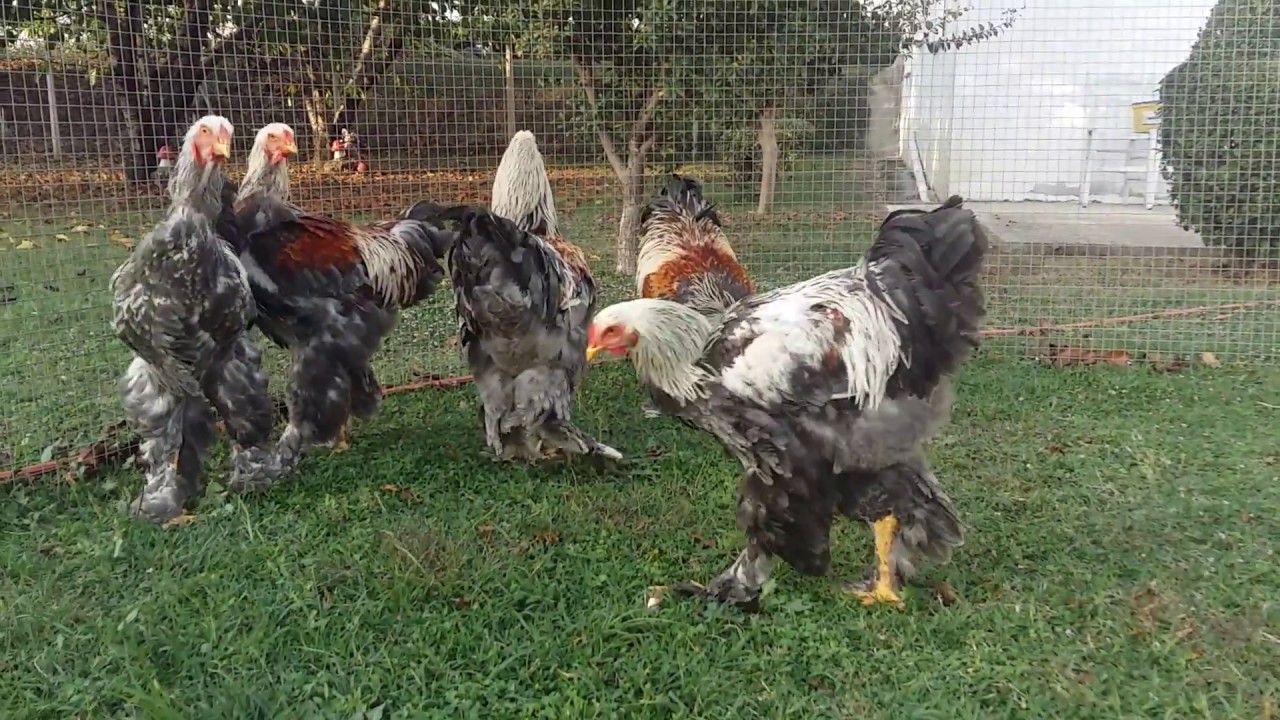 BSO BRAHMA YOUNG ROOSTER FARMA SKYDRA.GR - YouTube