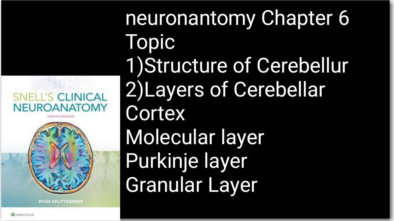 Structure of Cerebellum|Layers of Cerebellar Cortex|Molecular layer ...