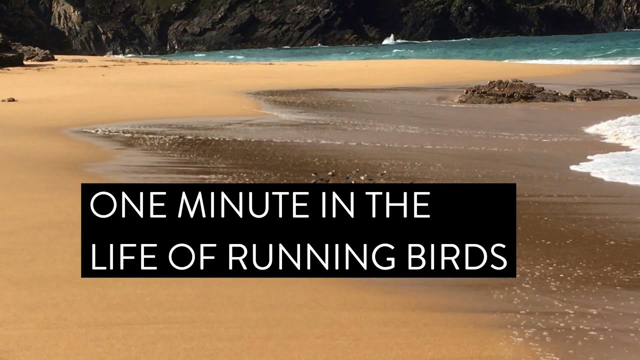 One Minute In The Life Of Running Birds - YouTube