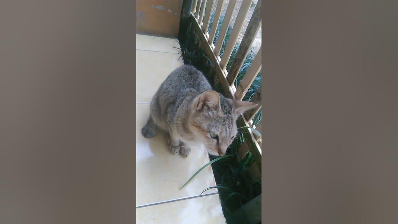Kucing loreng yang jinak - YouTube