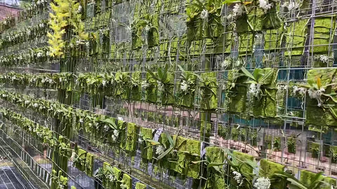 Diaphananthe millarii at Afri Orchids - YouTube