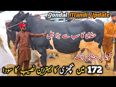 Today Gondal Mandi Attock Latest Update 4 May 2026 | Qurbani Bakra Eid Bhatta Chowk 