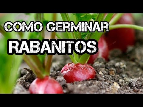 ♦️ Como Germinar Semillas De Rabanito Como Sembrar Rabanitos | Cultivo ...