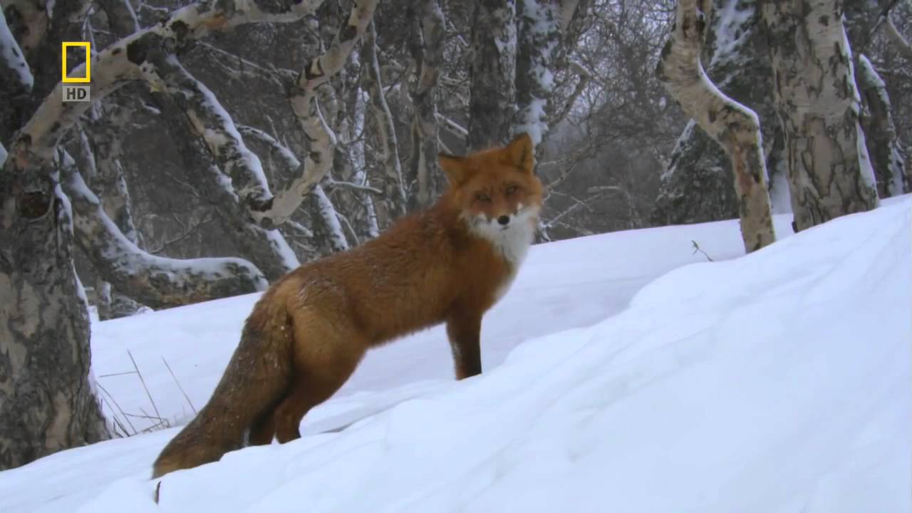 National Geographic Wild Russia Kamchatka [Animal Documentary] - YouTube