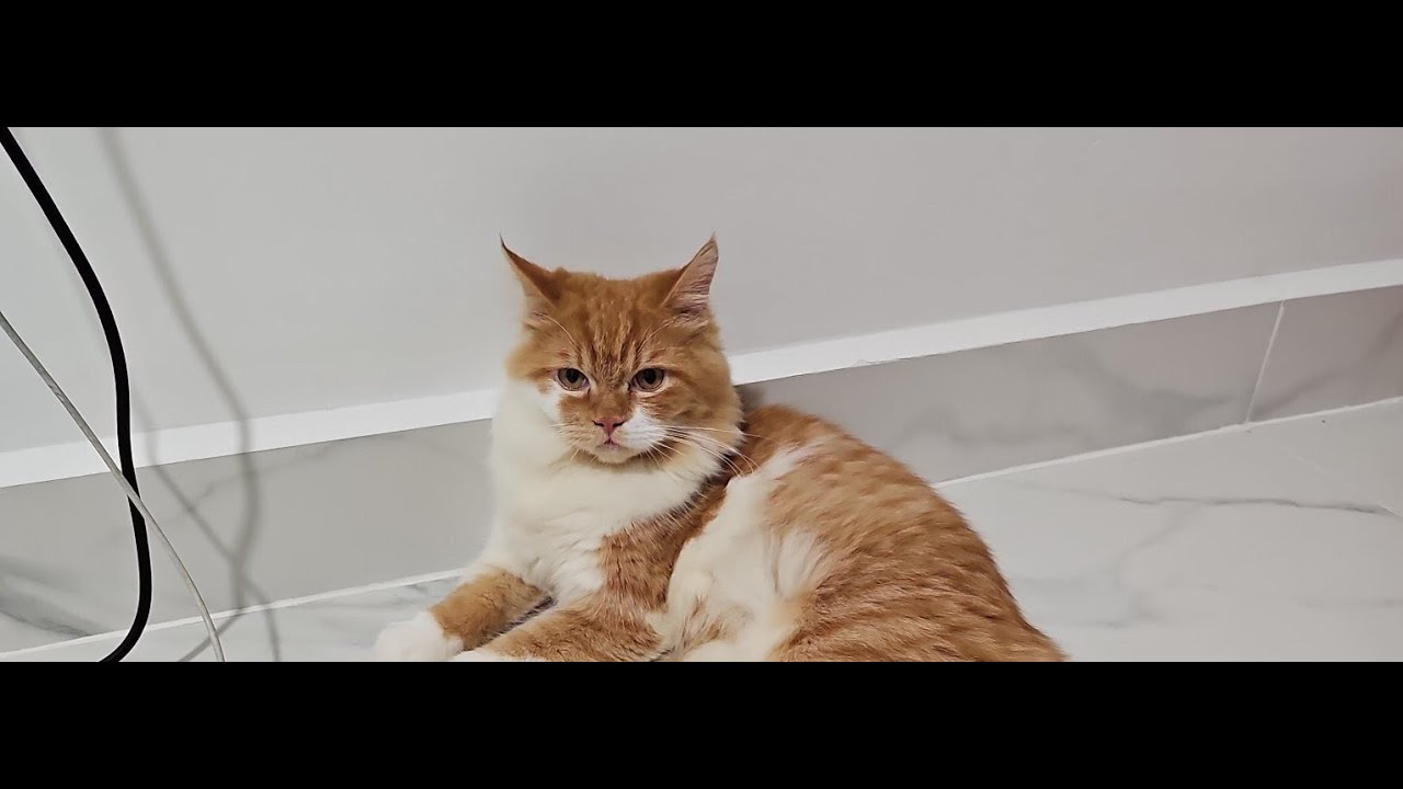 15 Nov 2024 _Little Vuthy _Cat shows ##Funny #cute - YouTube