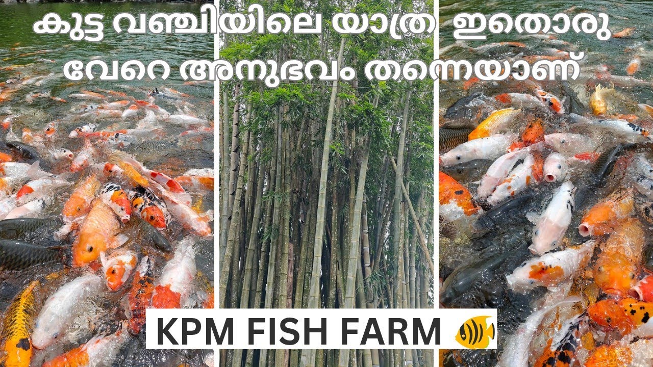 കുട്ട വഞ്ചിയിലെ യാത്ര ഇതൊരു വേറെ അനുഭവം തന്നെയാണ് KPM Fish Farm # ...
