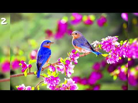 En Güzel Bahar Fotoğrafları/Manzaraları! || ☘️🦋