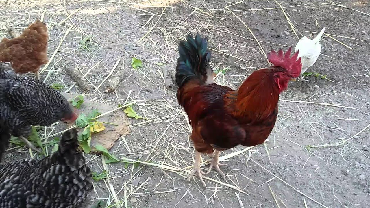 Gallinas de rancho - YouTube